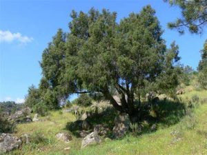 Juniper Berry CO2 Organic High Quality Essential Oil 5ml - Aytz Chayim ...