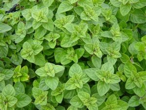 Oregano Dayi -Negev Desert 10ml HIGH DEMAND Minutiflorum origanum dayi ...