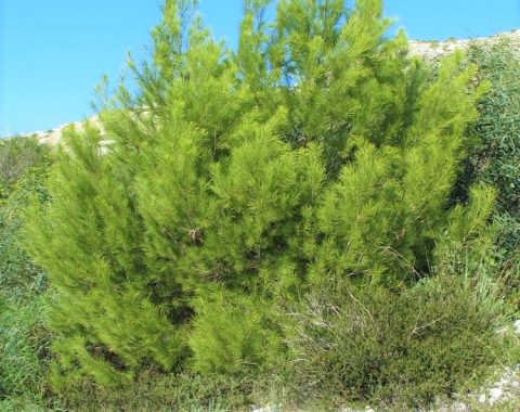 Jerusalem Pine (Pinus halepensis) High Quality Essential Oil 5ml Supply ...