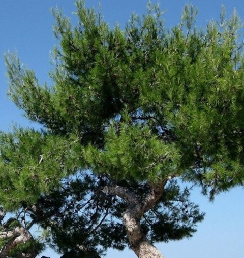 Jerusalem Pine (Pinus halepensis) High Quality Essential Oil 5ml Supply ...