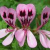 Rose Geranium Absolute & Chocolate Absolute Essential Oil Blend 5ml ...