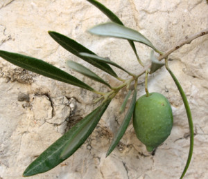 Jerusalem Olive Oil© Body Soap 3.5 oz Made in Israel with Israel ...