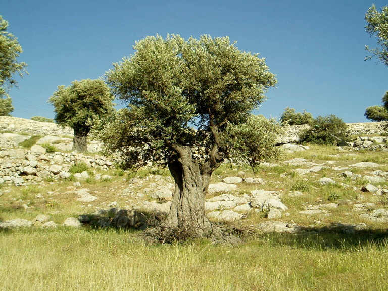 Jerusalem Olive Oil© Body Soap 3.5 oz Made in Israel with Israel ...