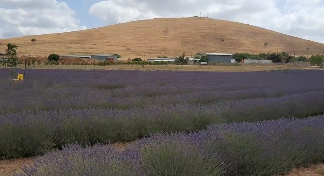 Lavender Grosso (Purple Lavdin) Essential oil ISRAEL 5ml - Aytz Chayim ...
