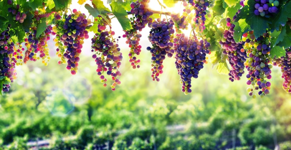 Grapes in Israel Vineyard - Aytz Chayim Aromatherapy