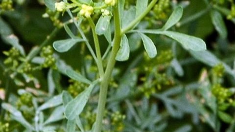 The Amazing Power of the Rue (Ruta/Ruda) Plant of the Bible - Aytz ...