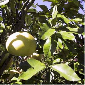Pomelo Essential Oil פומלו Organic -5ml From ISRAEL- Rare - Aytz Chayim ...