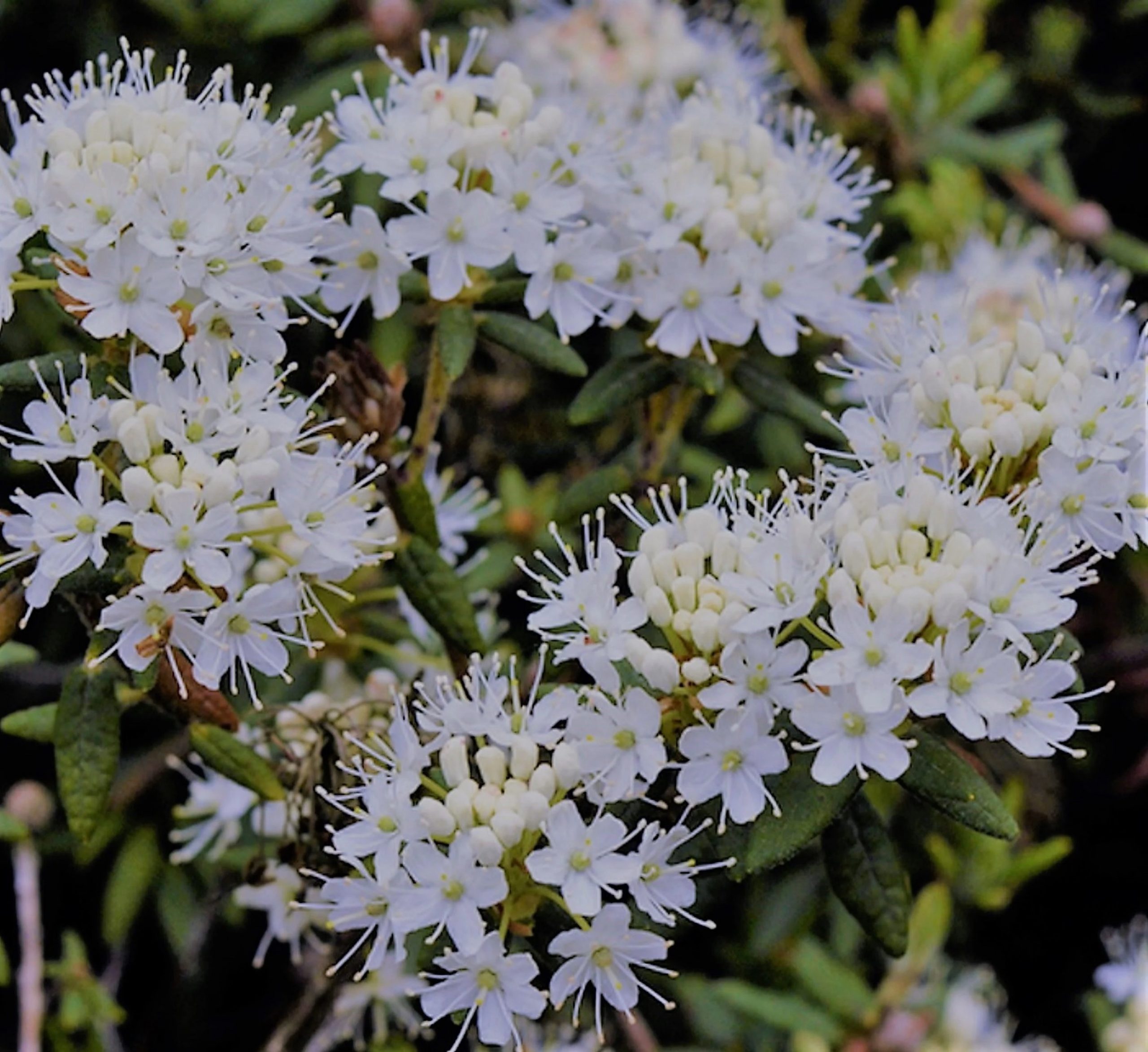 Lebdum Greenland Moss High Quality Hydrosol 30ml Also Known as Labrador ...