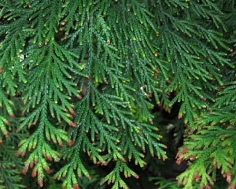 Hiba Cedarwood High Quality Essential Oil 5ml RARE - Aytz Chayim ...
