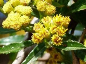 Arina (Lary) High Quality Essential Oil 5ml RARE ארינה לילרי Psiadia ...
