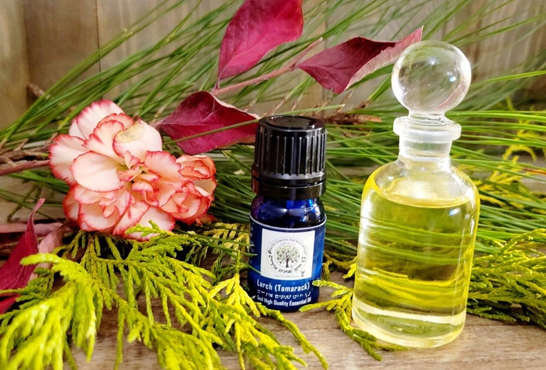 Larch (Tamarack) High-Quality Essential Oil 5ml (Larix laricina) - Aytz ...