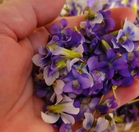 Sweet Violet Flower and Leaf Hydrosol 1oz - Aytz Chayim Aromatherapy