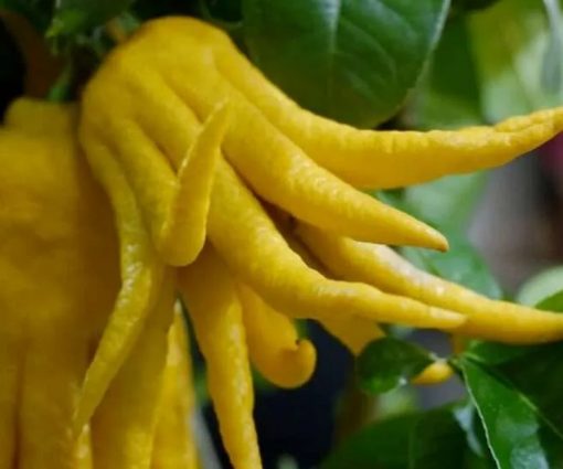 Hand Fruit Sweet Fingered Citron Citrus medica var. sarcodactyl ...