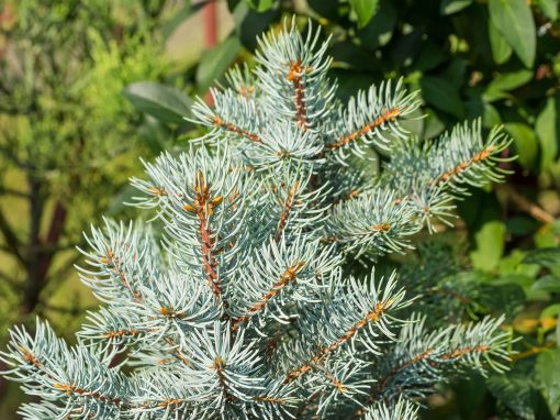 White Spruce Conifer Botanical Wax Comes in a 1oz Glass Jar Picea ...