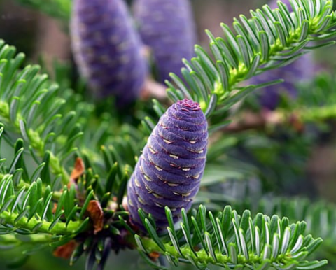 Balsam White Fir Botanical Wax Comes in a 1oz Tin - Aytz Chayim ...