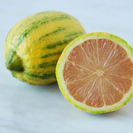 Eureka Lemon High-Quality Essential Oil 10ml Citrus x limon 'Eureka ...