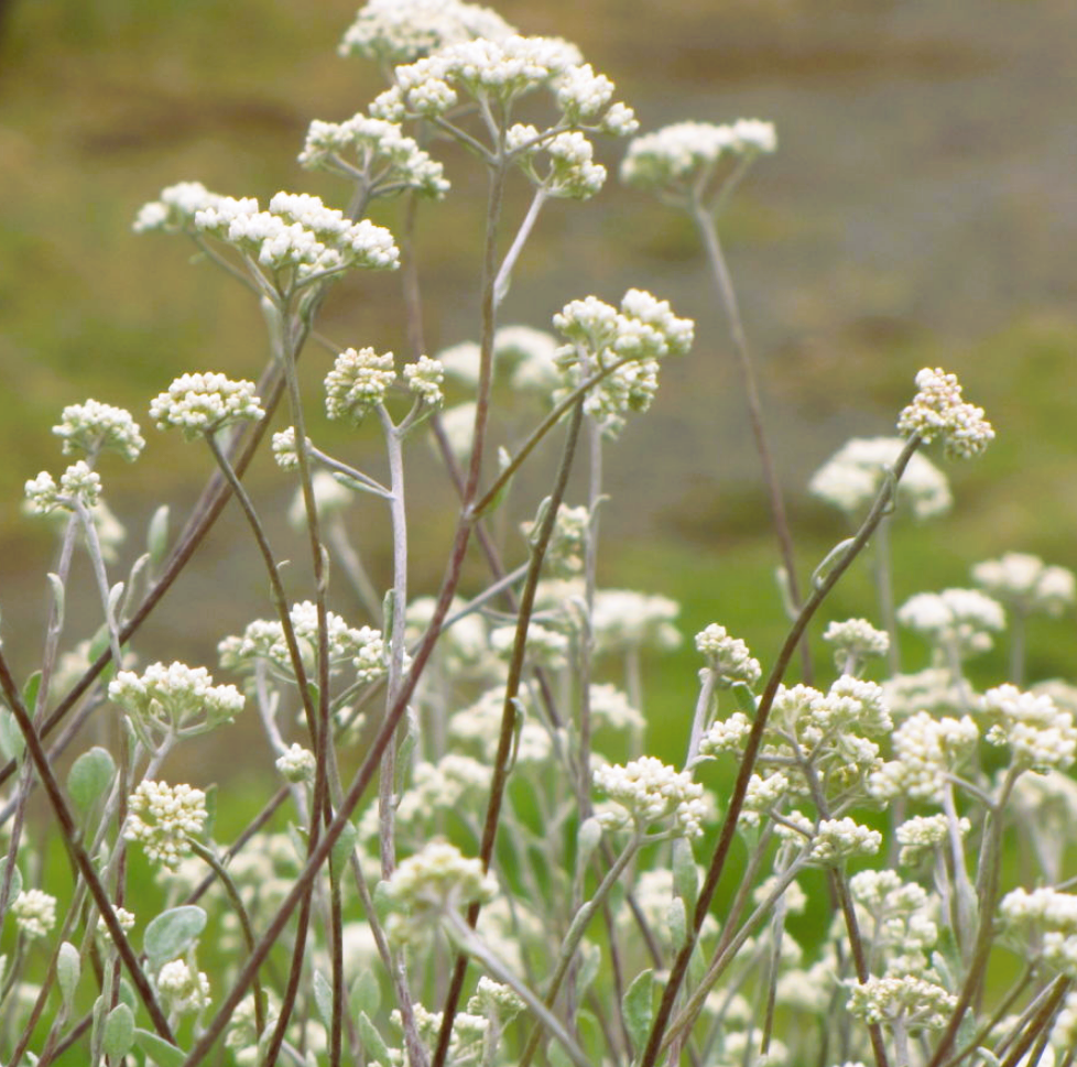 White Helichrysum Petiolare Essential Oil 5ml Extremely Rare - Aytz ...