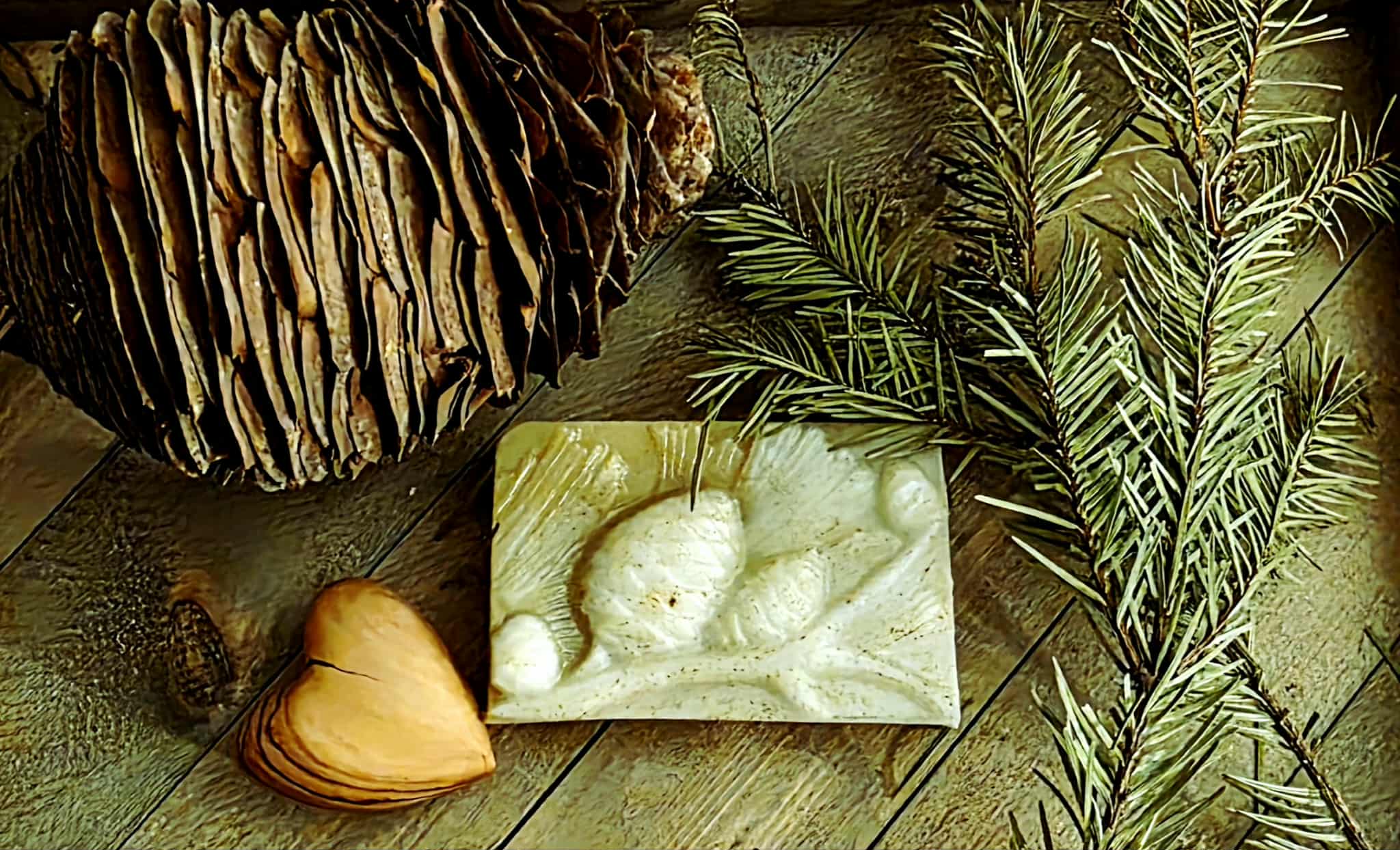 Cedarwood of Lebanon (Cedrus libani) and Jerusalem Olive Oil Soap: 3.4 ...