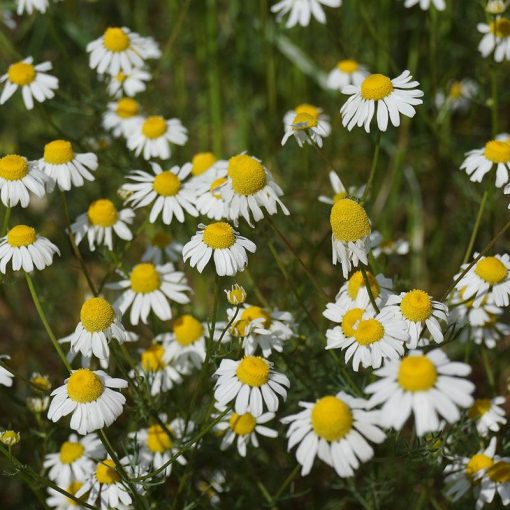Blue Chamomile Floral Wax (German Chamomile) Comes in a 2oz Jar From ...