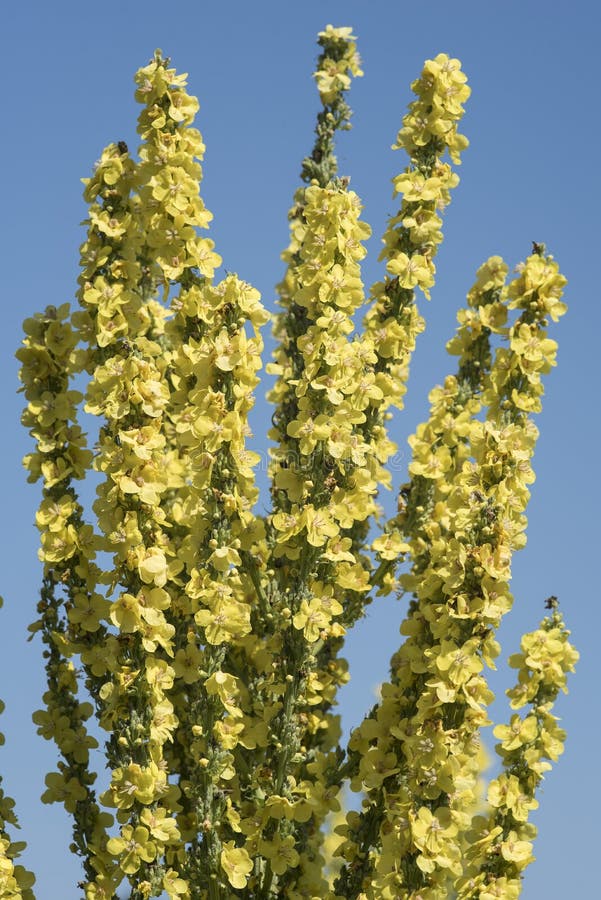 A Golden Torch Lighting up the World with Beautiful Golden Floral Herb ...